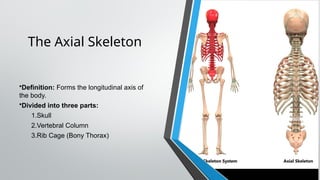 Appendicular and Axial Skeleton - Anatomy.pptx