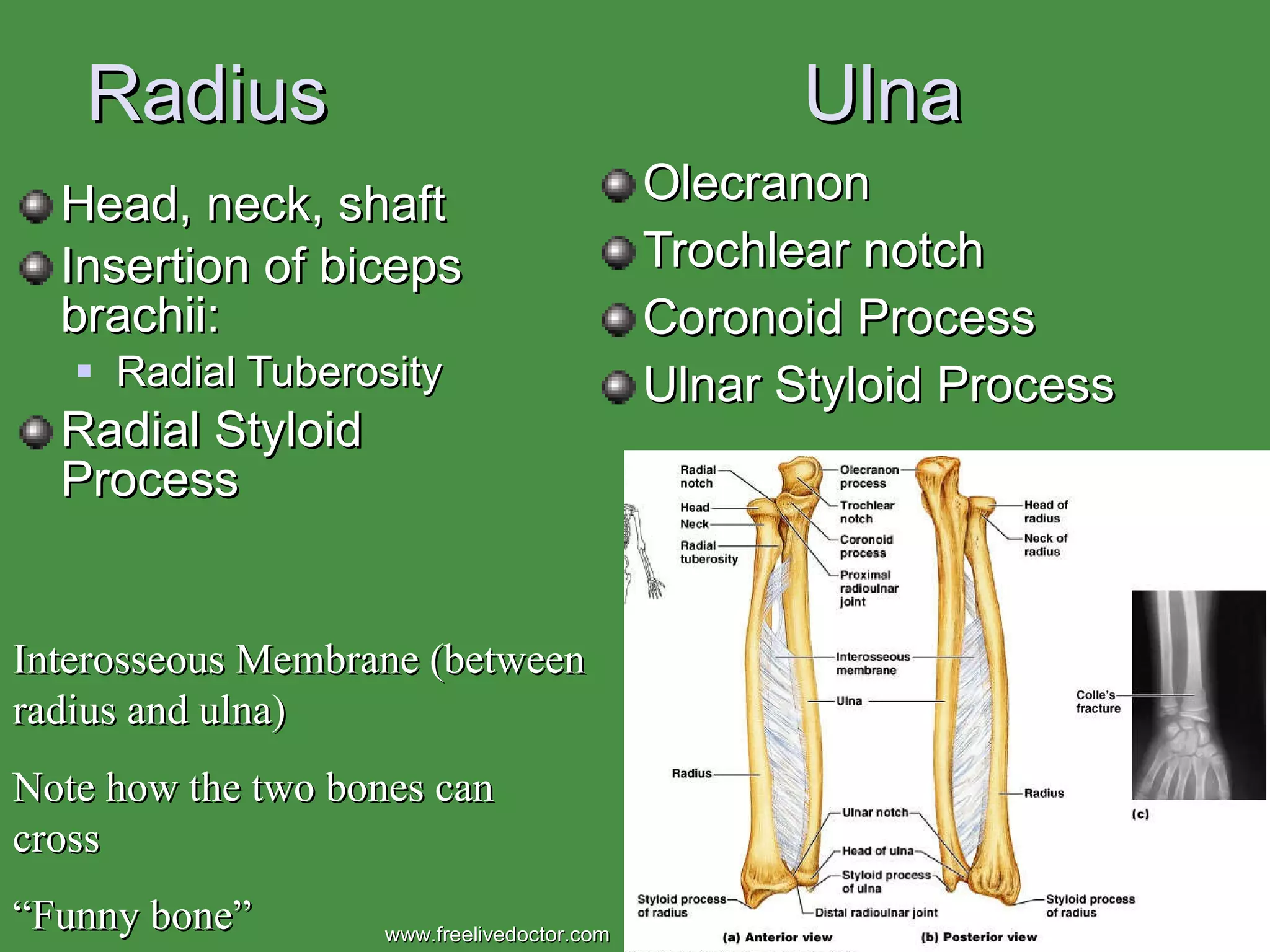 Appendicular&Axial Skeleton | PPT