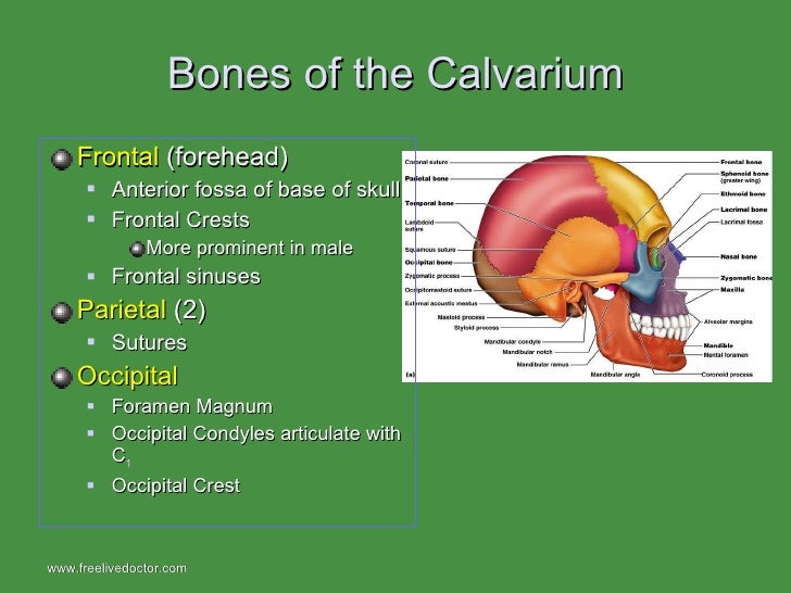 Appendicular&Axial Skeleton