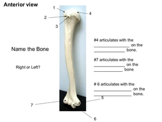 Right Vs Left Humerus