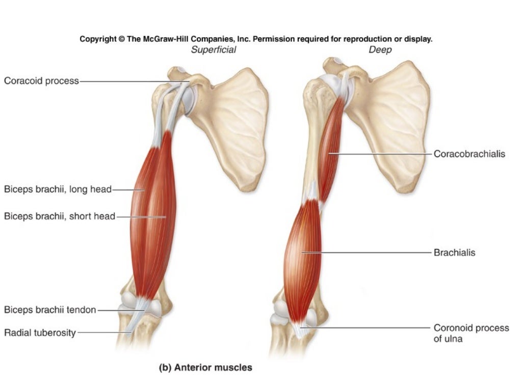 Appendicular muscles