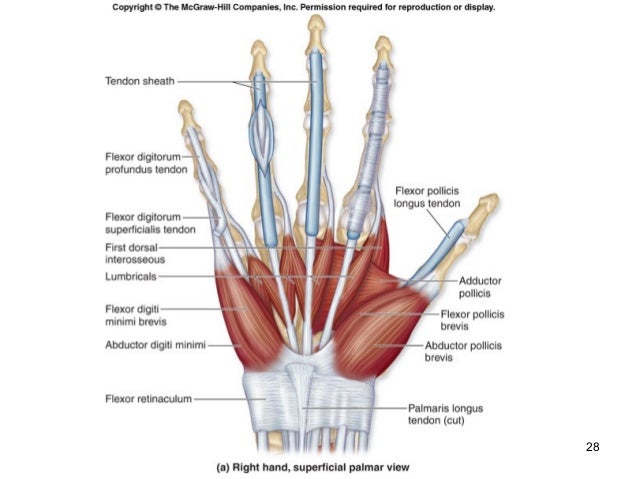 What is the muscle between your thumb and pointer finger - kjajax