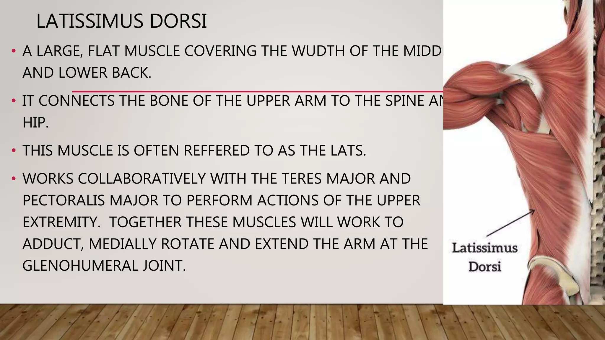 Appendicular muscles-posterior view.pptx