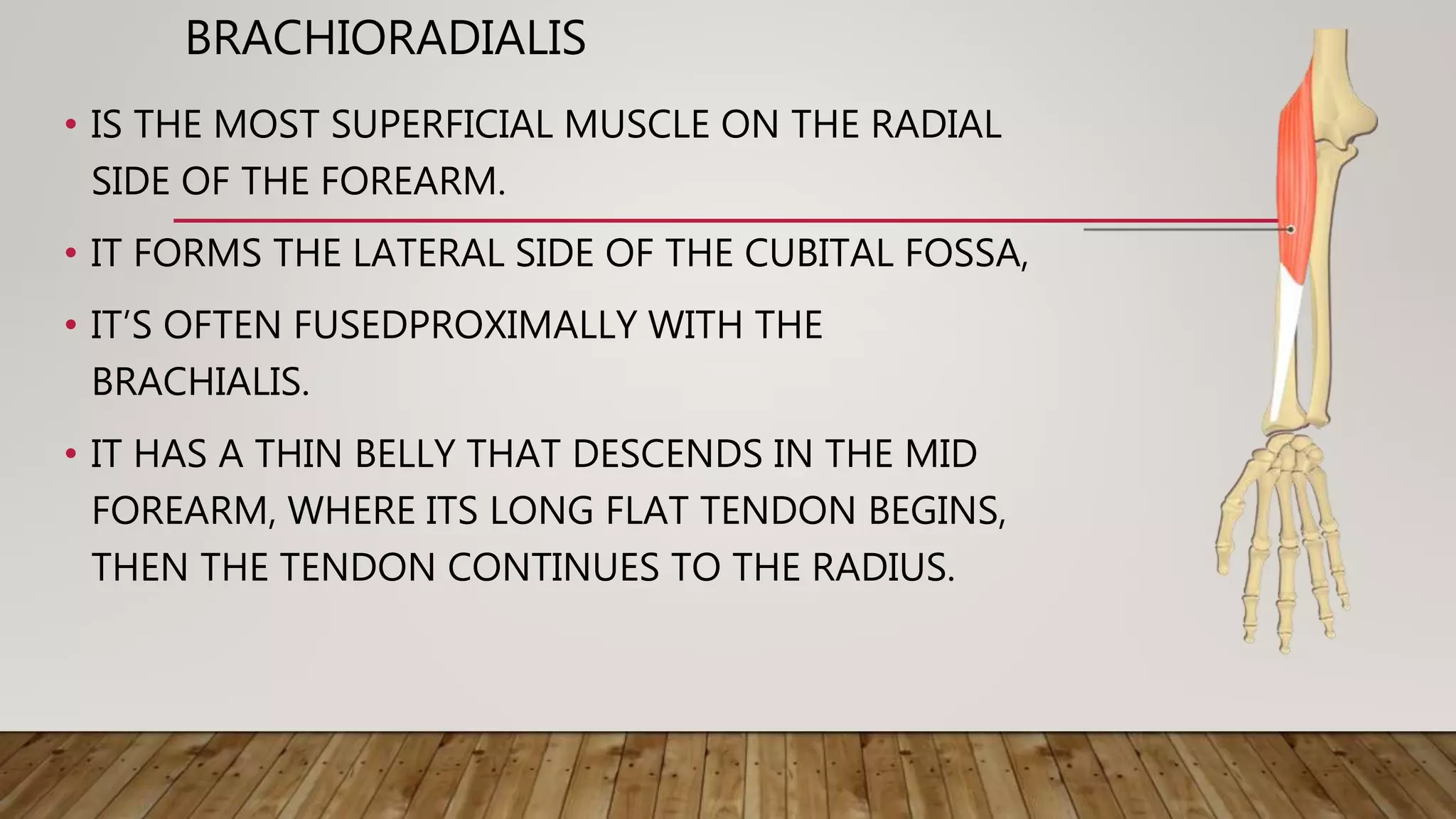 Appendicular muscles-posterior view.pptx