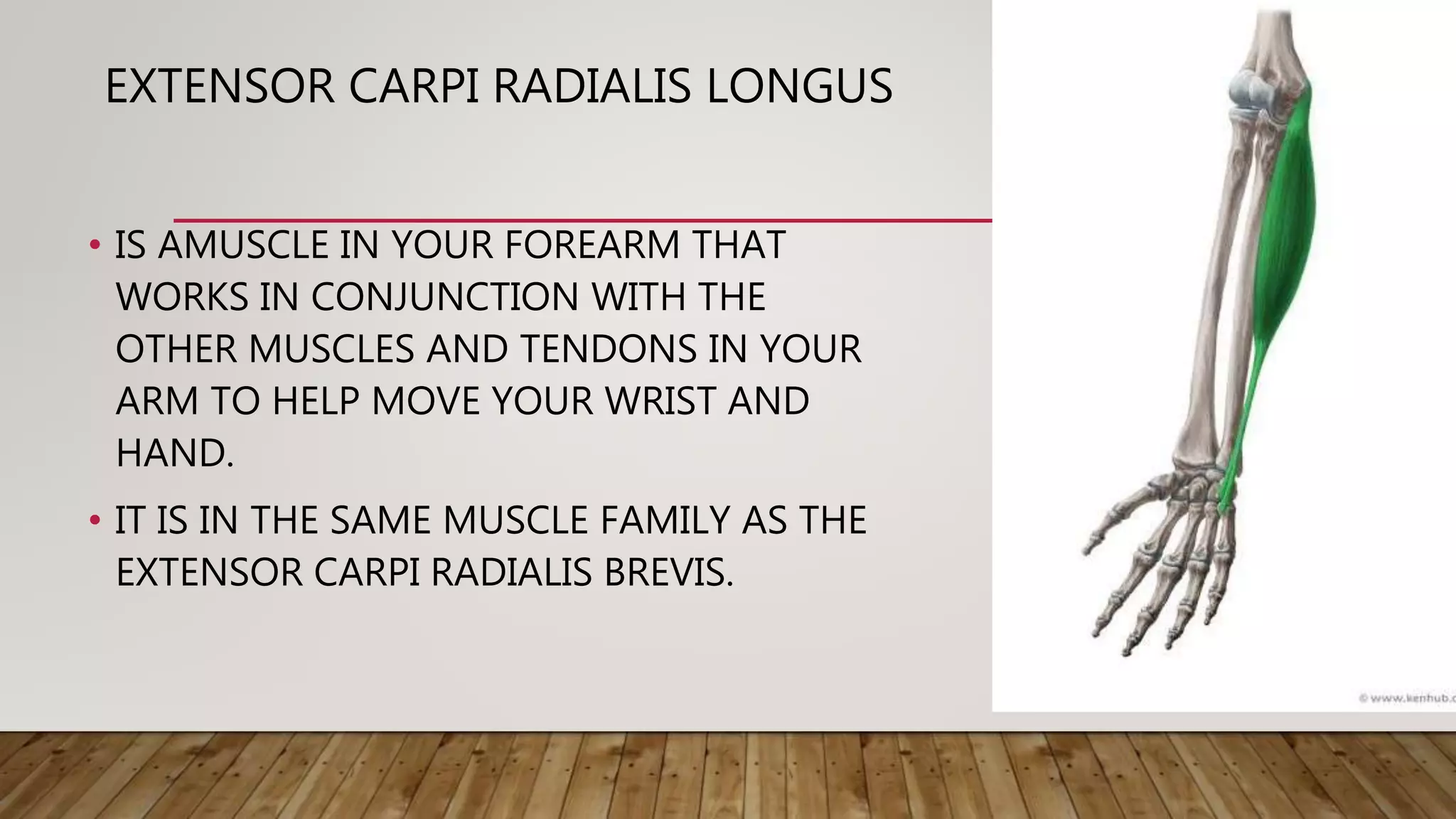 Appendicular muscles-posterior view.pptx