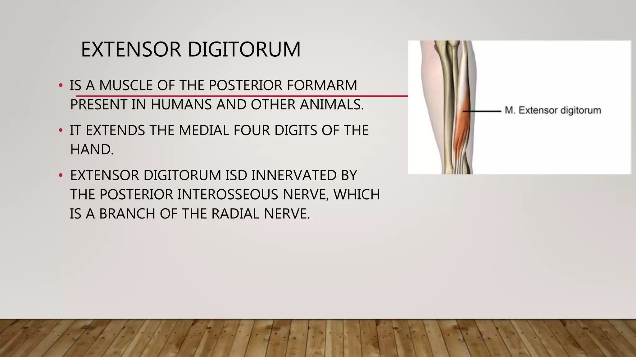 Appendicular muscles-posterior view.pptx