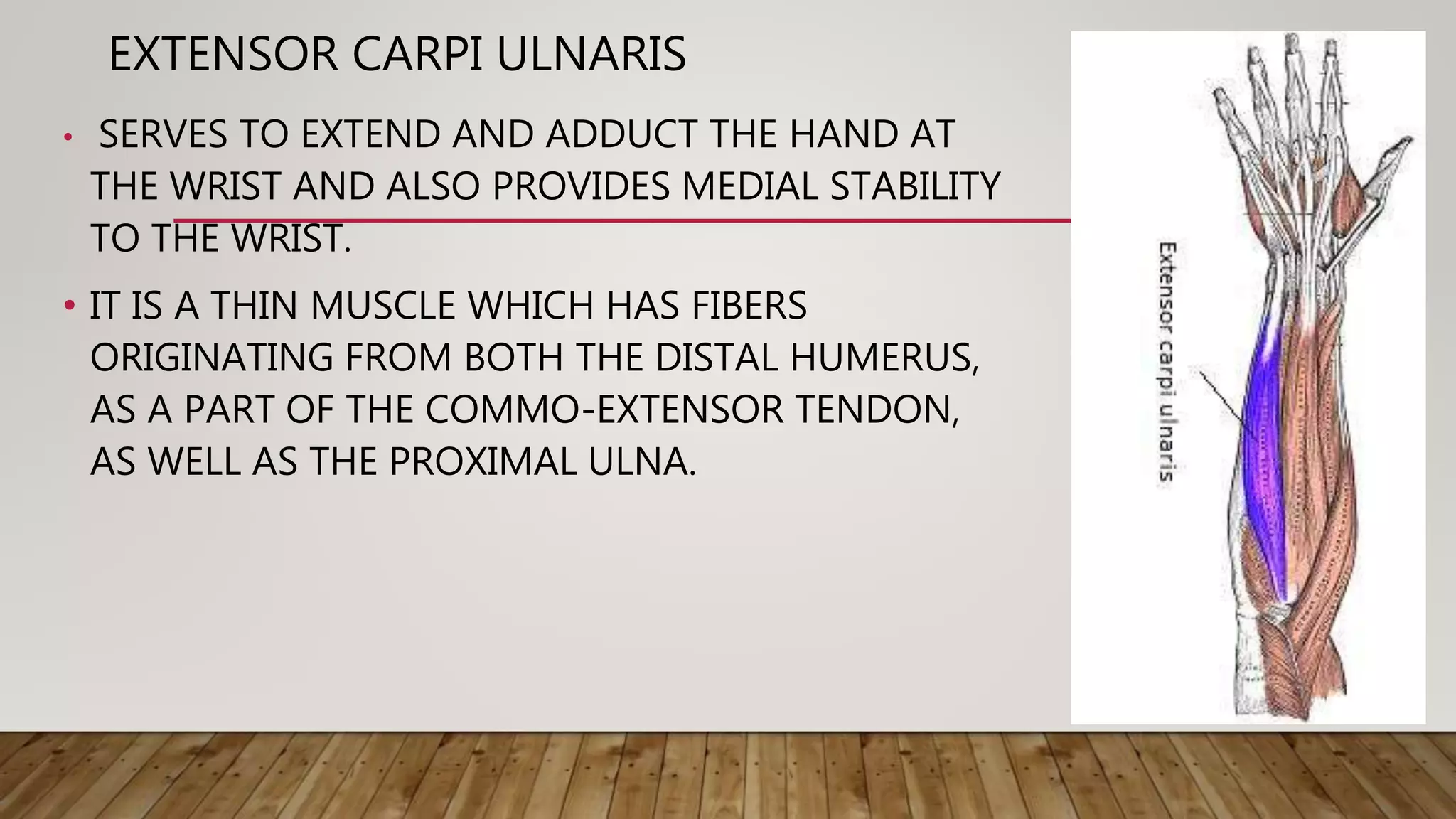 Appendicular muscles-posterior view.pptx