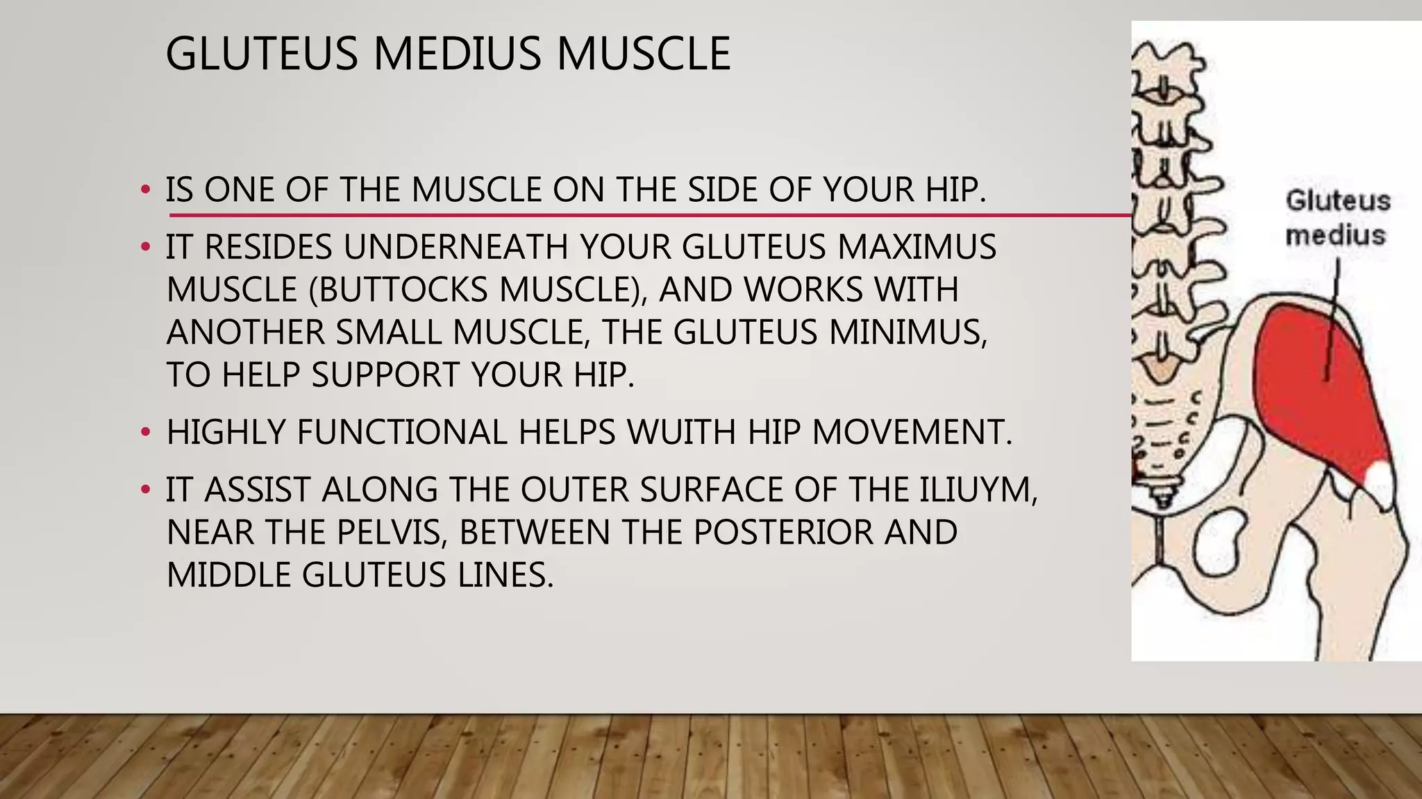 Appendicular muscles-posterior view.pptx