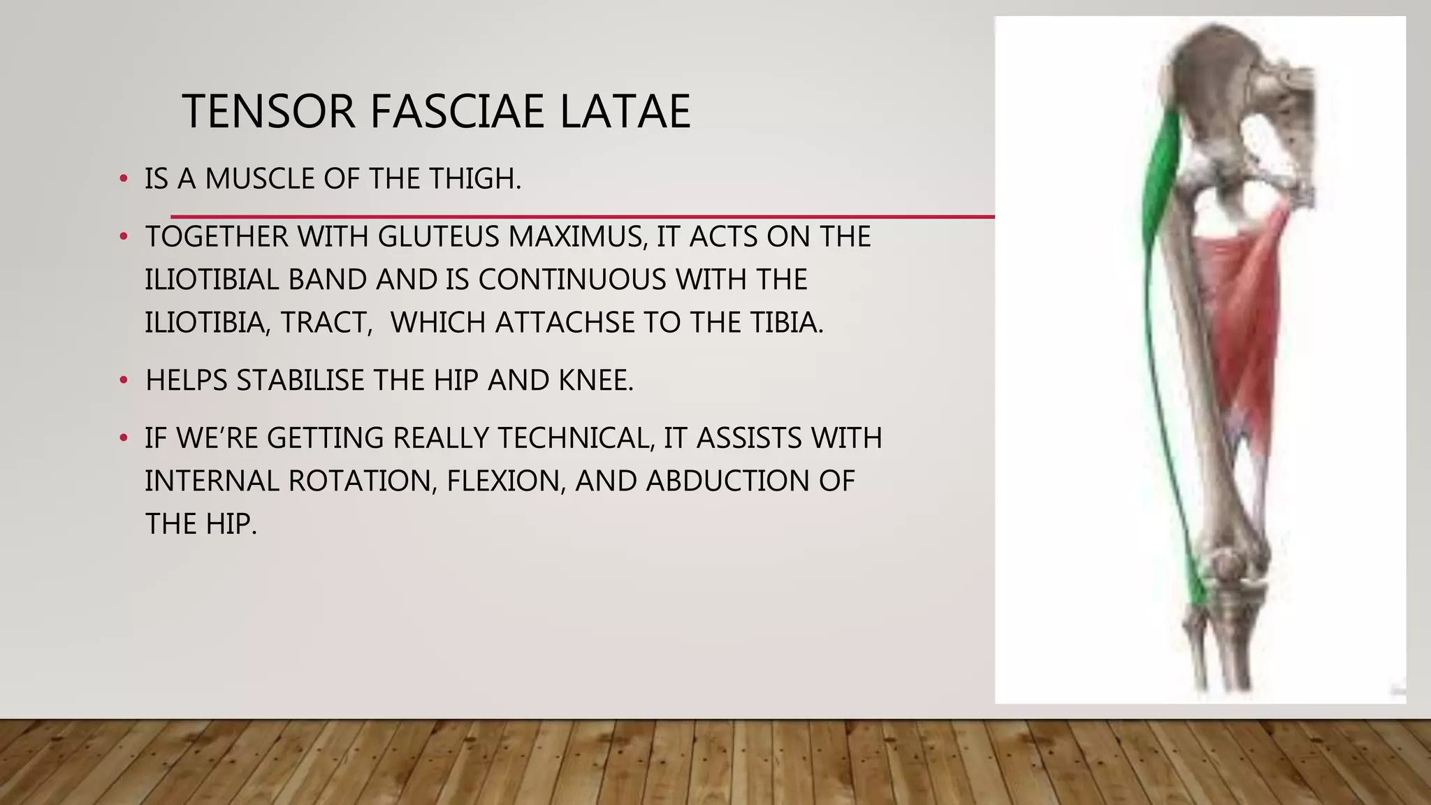 Appendicular muscles-posterior view.pptx