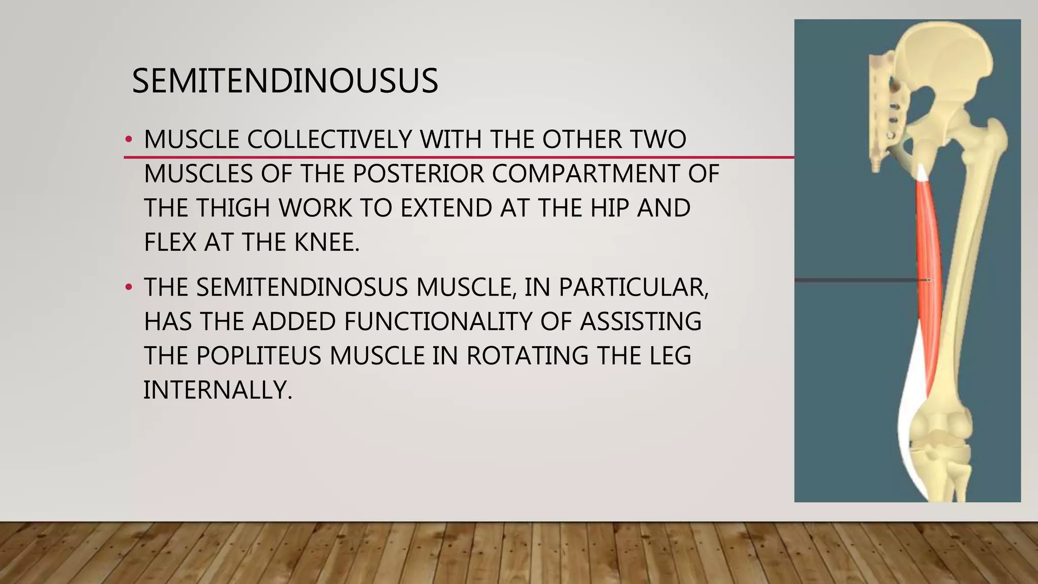 Appendicular muscles-posterior view.pptx