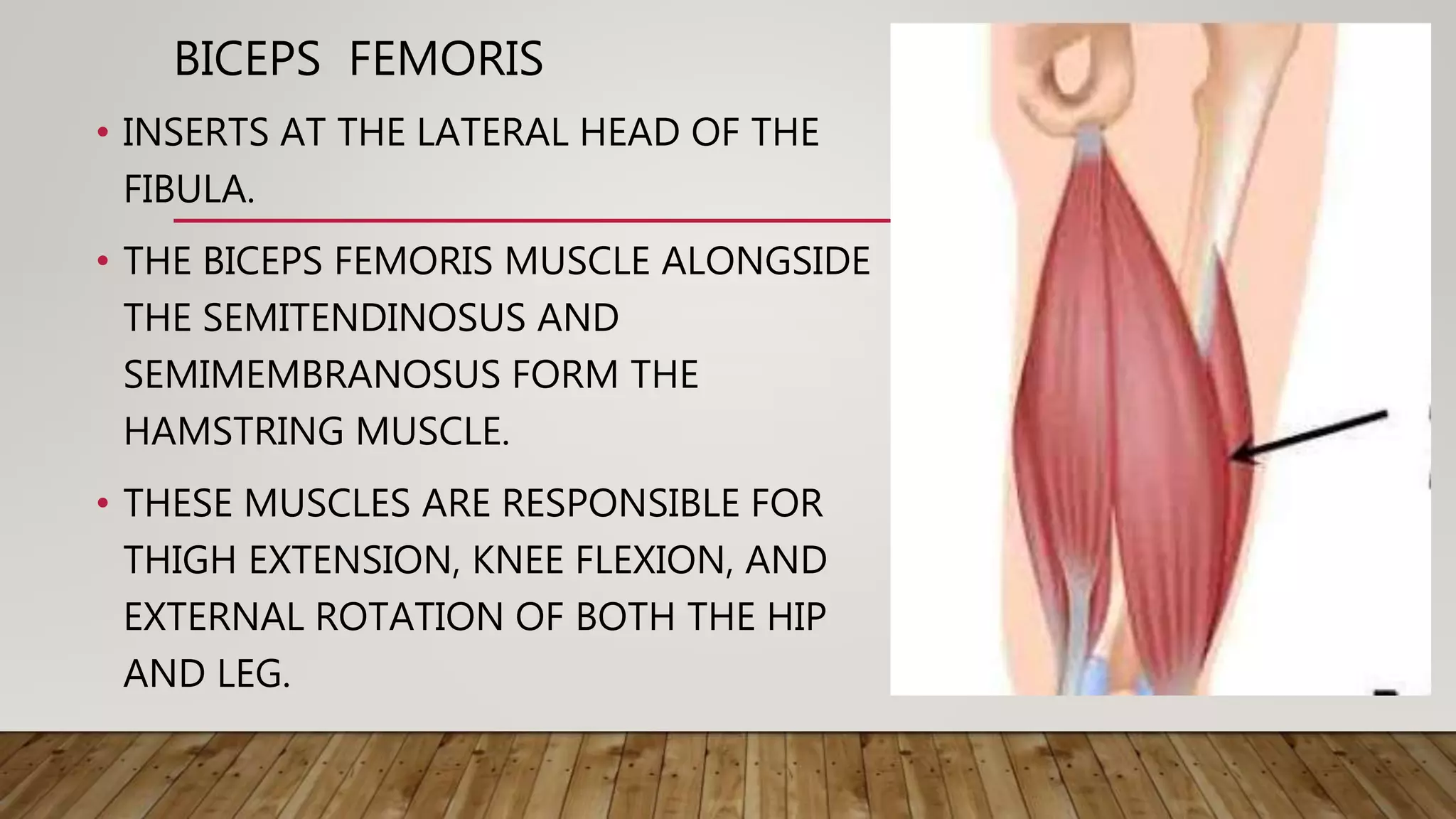 Appendicular muscles-posterior view.pptx