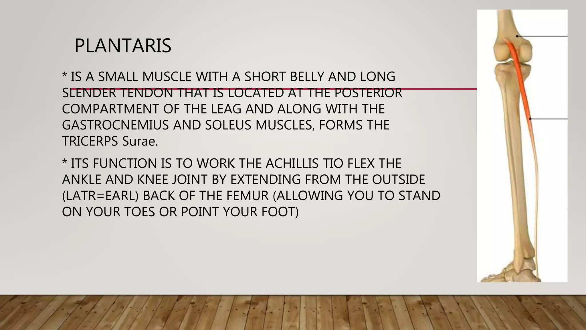 Appendicular muscles-posterior view.pptx