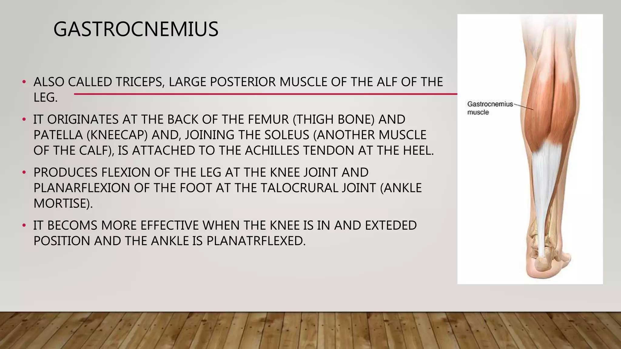 Appendicular muscles-posterior view.pptx