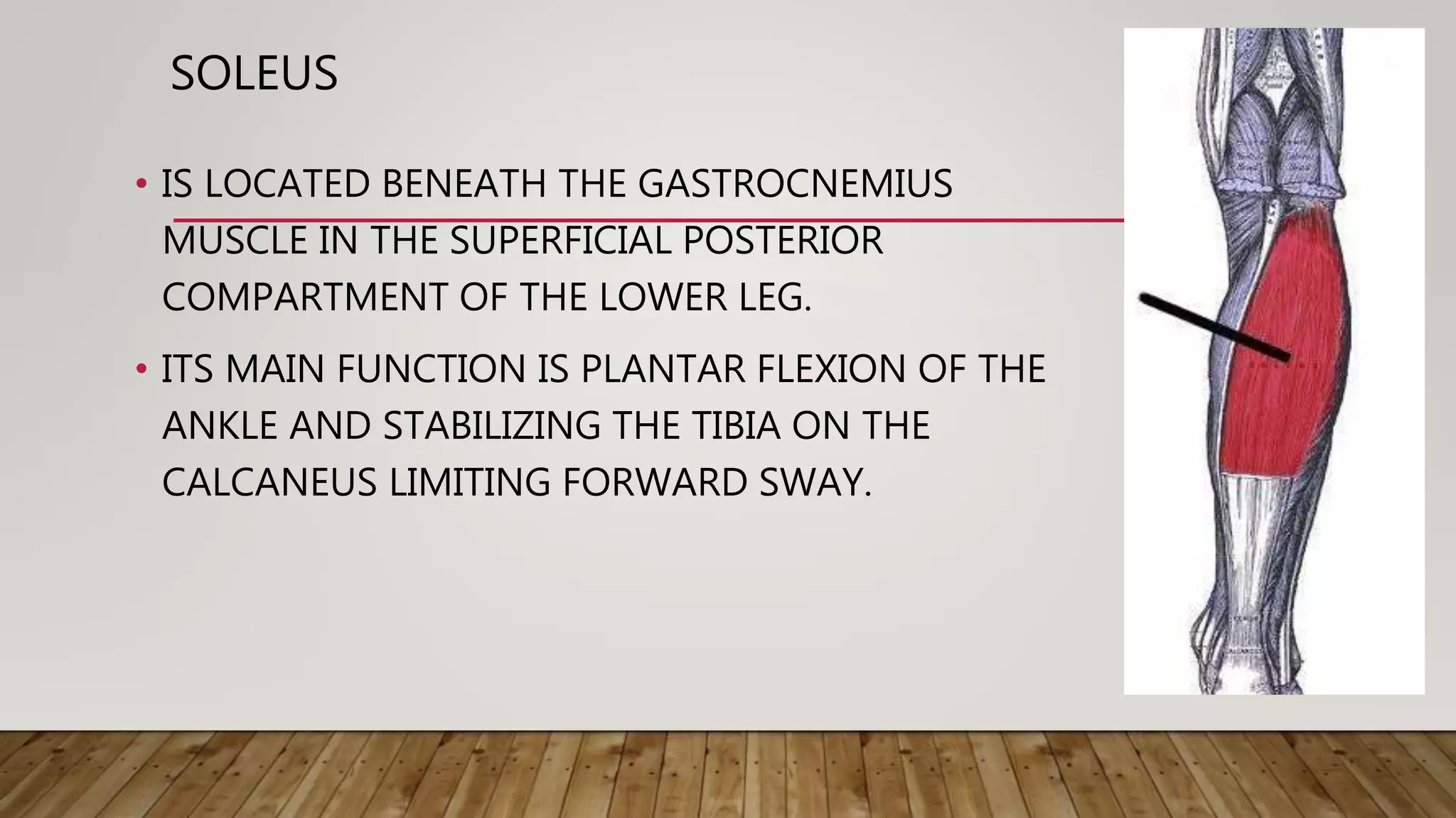 Appendicular muscles-posterior view.pptx