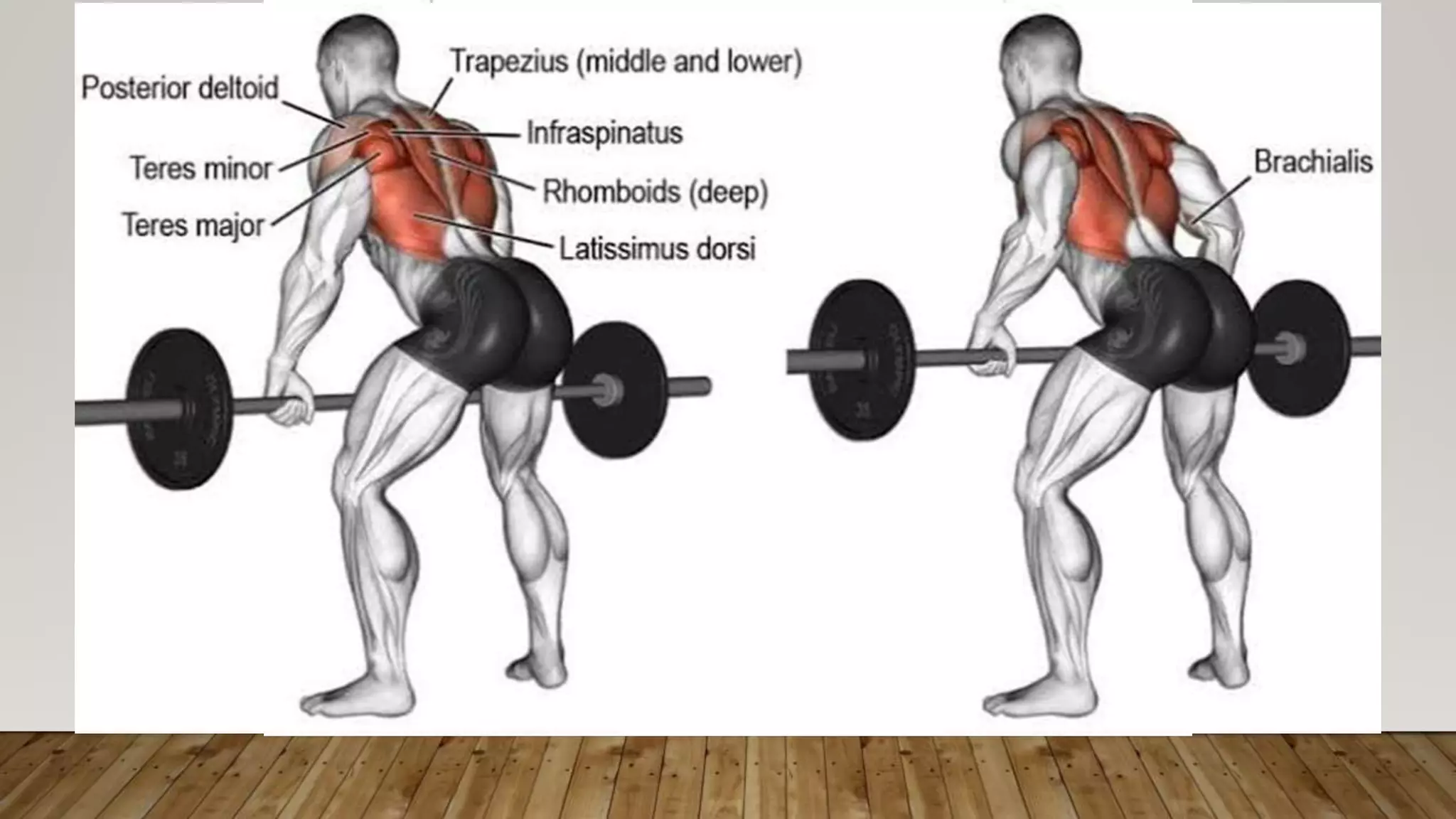 Appendicular muscles-posterior view.pptx