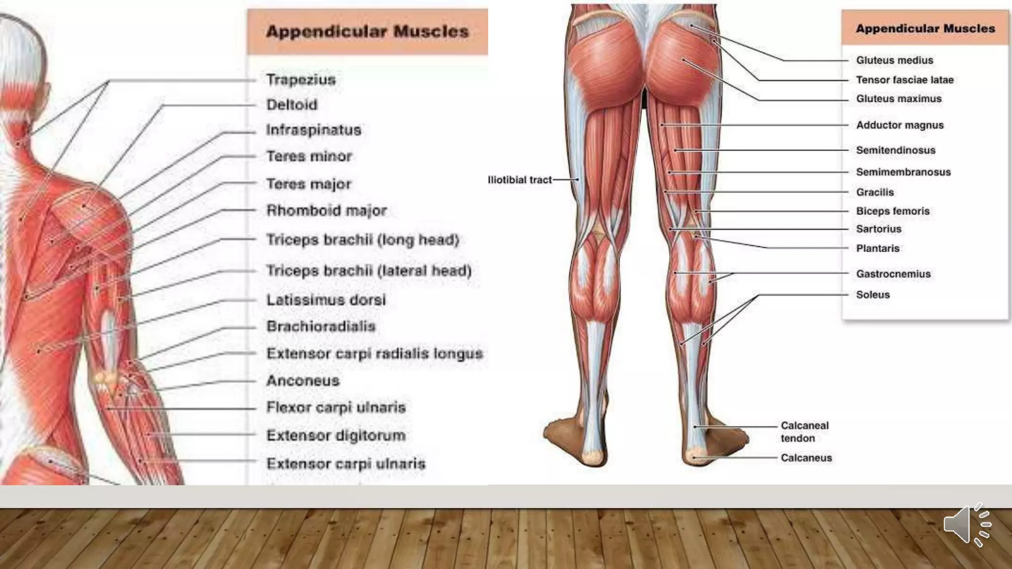 Appendicular muscles-posterior view.pptx