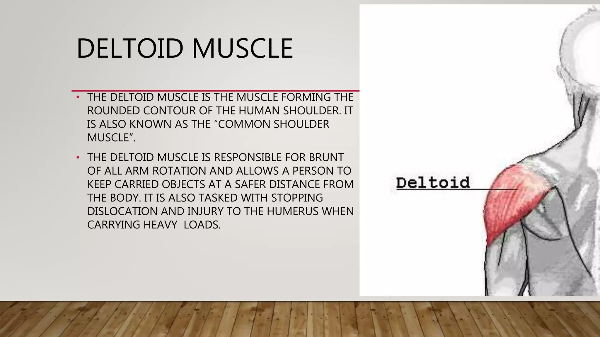 Appendicular muscles-posterior view.pptx