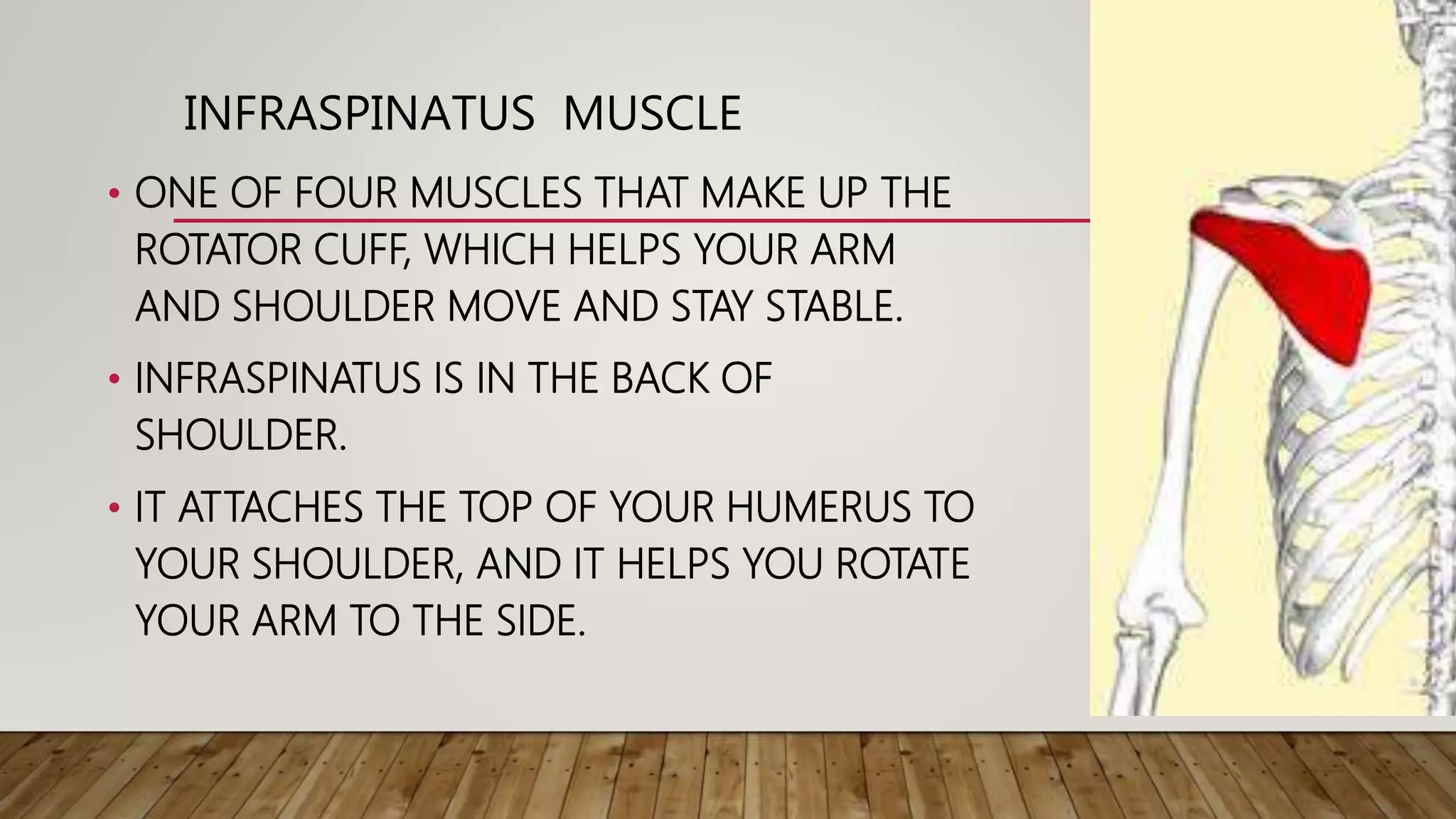 Appendicular muscles-posterior view.pptx