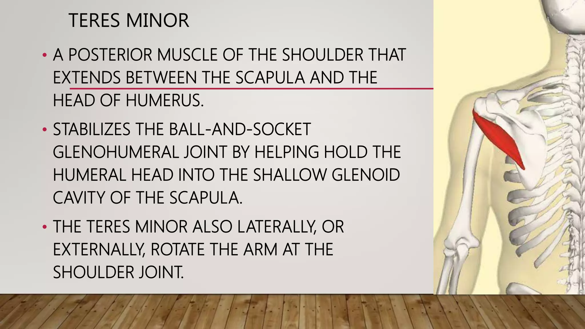 Appendicular muscles-posterior view.pptx