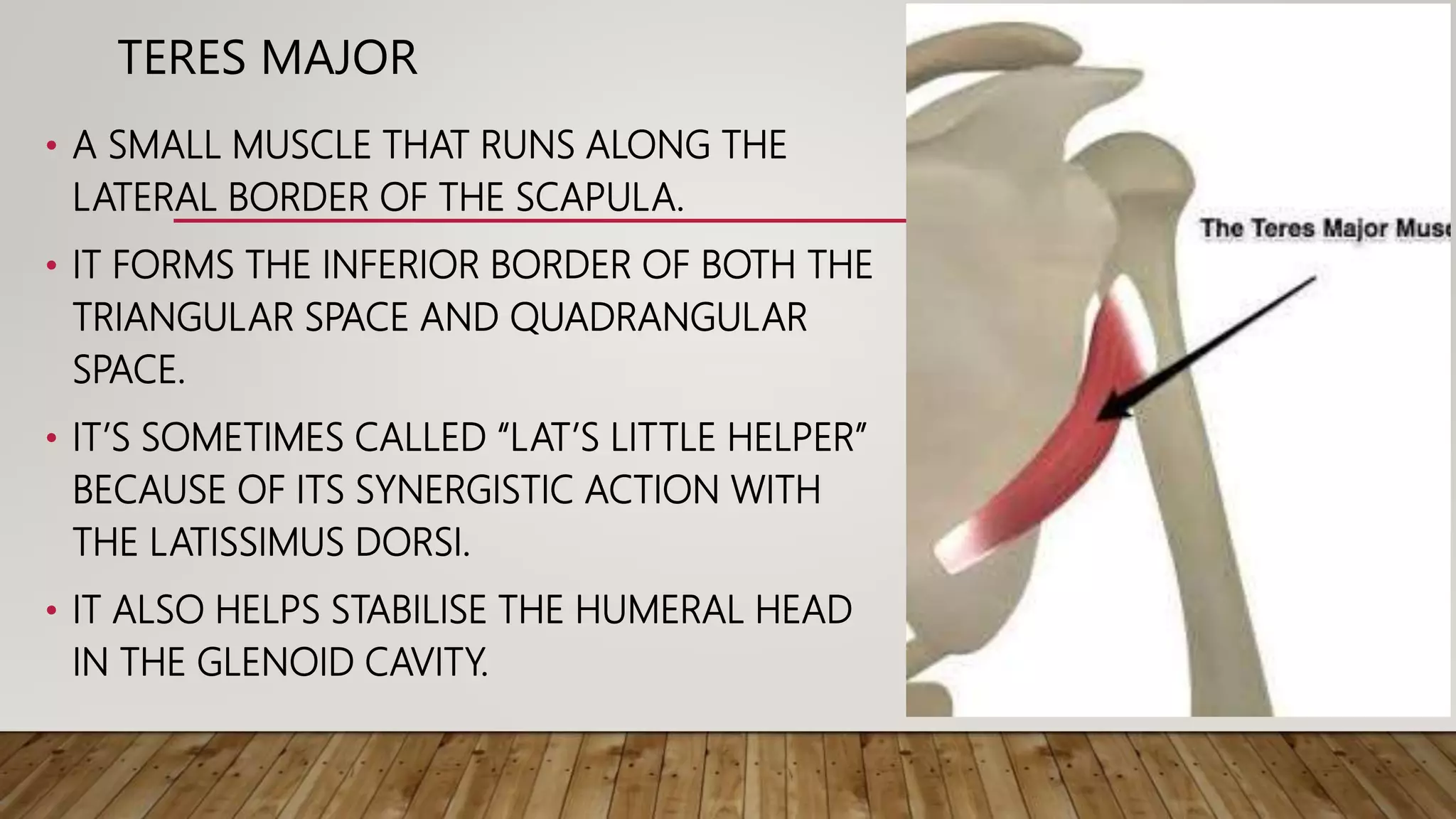 Appendicular muscles-posterior view.pptx