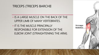 Appendicular muscles-posterior view.pptx