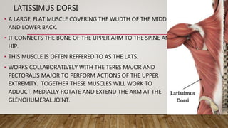 Appendicular muscles-posterior view.pptx
