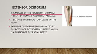Appendicular muscles-posterior view.pptx