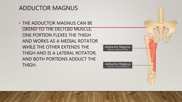 Appendicular muscles-posterior view.pptx