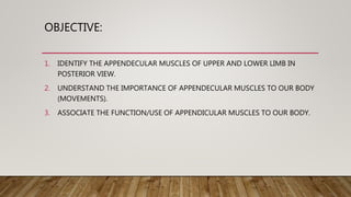 Appendicular muscles-posterior view.pptx