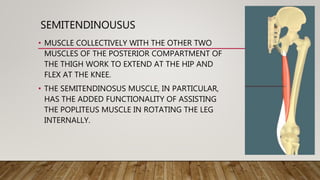 Appendicular muscles-posterior view.pptx