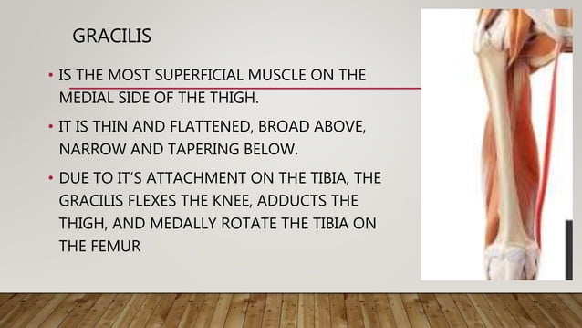 Appendicular muscles-posterior view.pptx