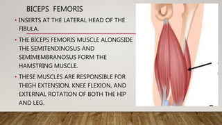 Appendicular muscles-posterior view.pptx