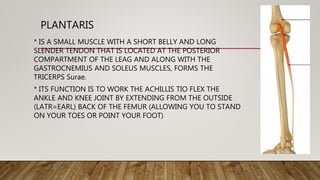 Appendicular muscles-posterior view.pptx