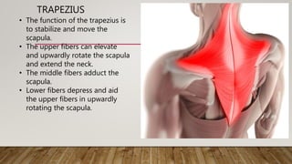 Appendicular muscles-posterior view.pptx