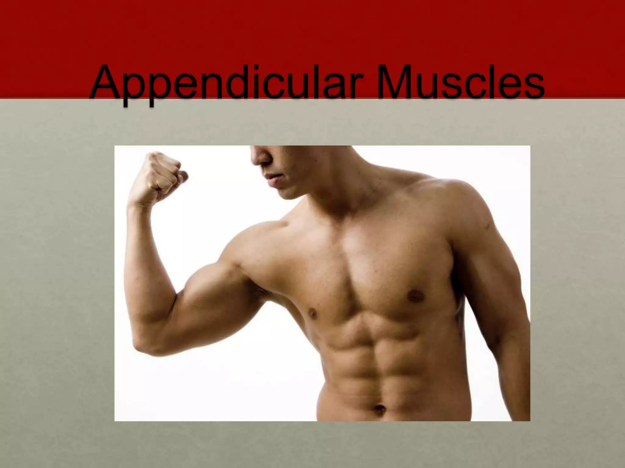Appendicular Muscles | PPT