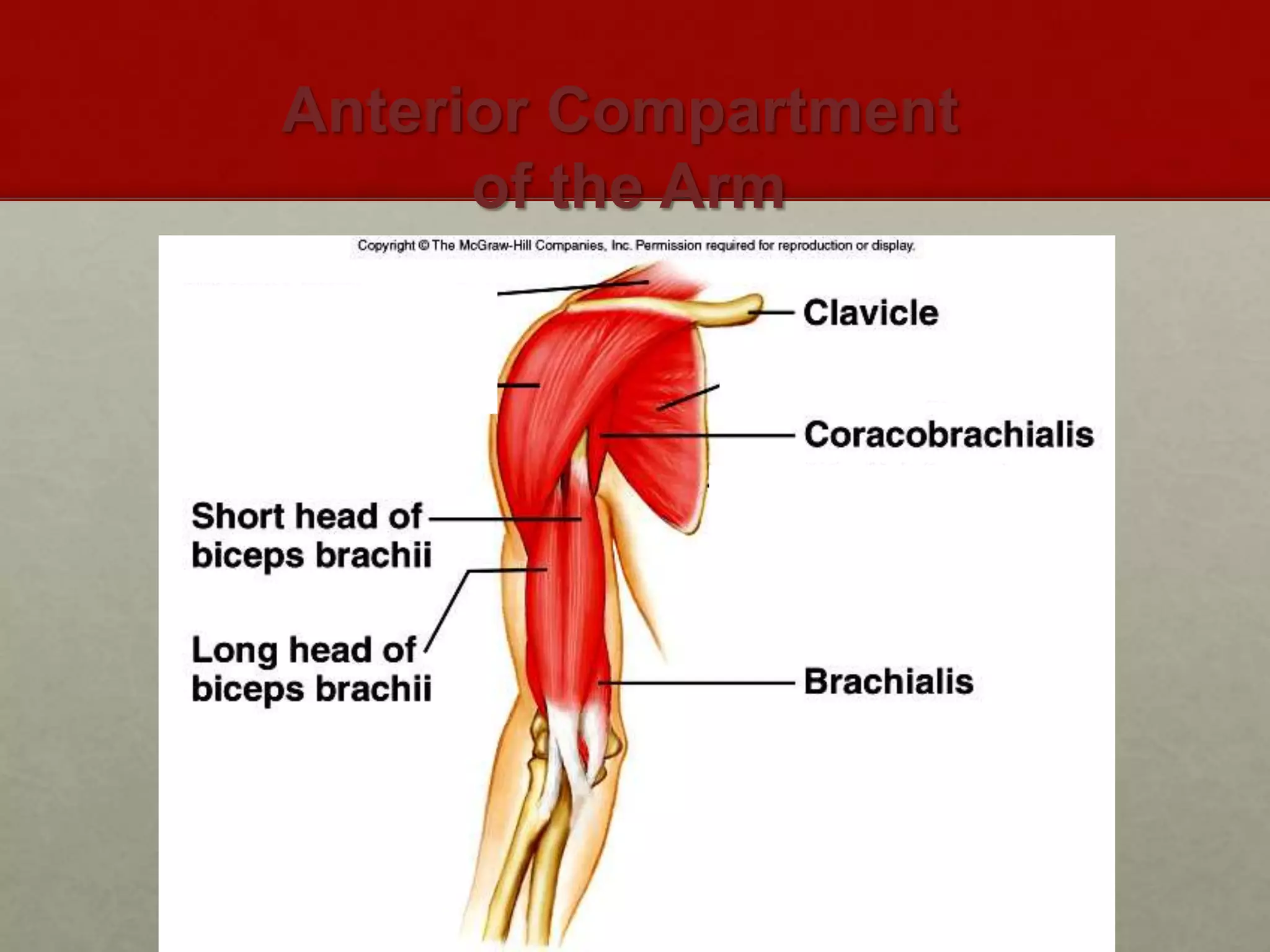 Appendicular Muscles | PPT