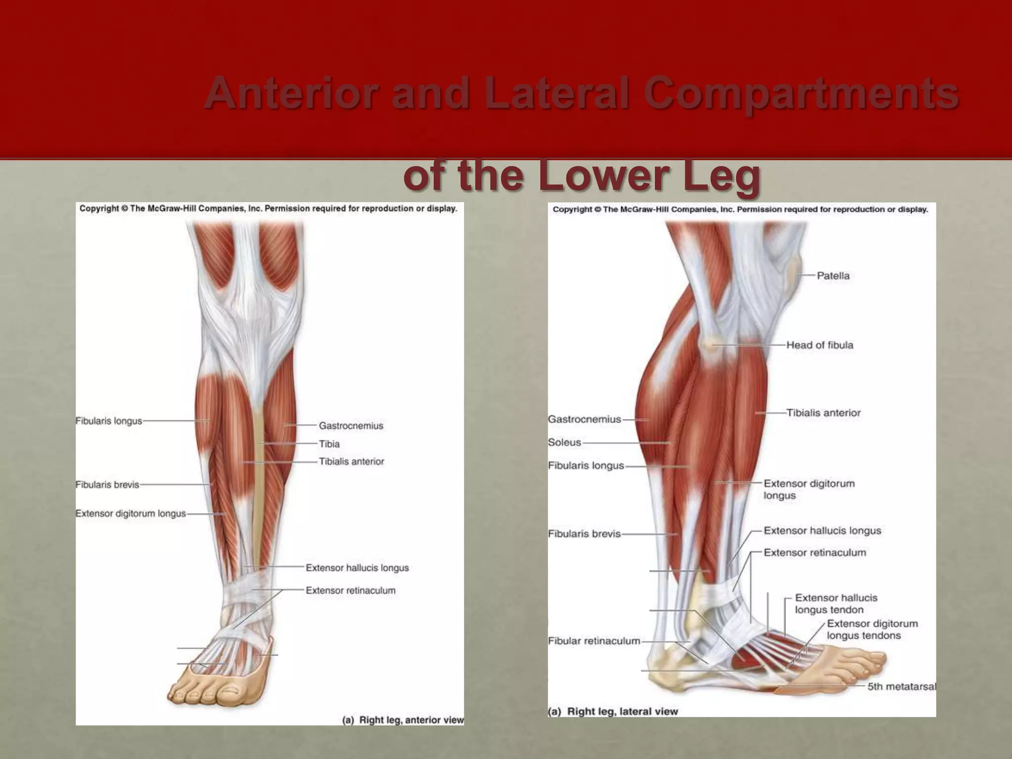Appendicular Muscles | PPT