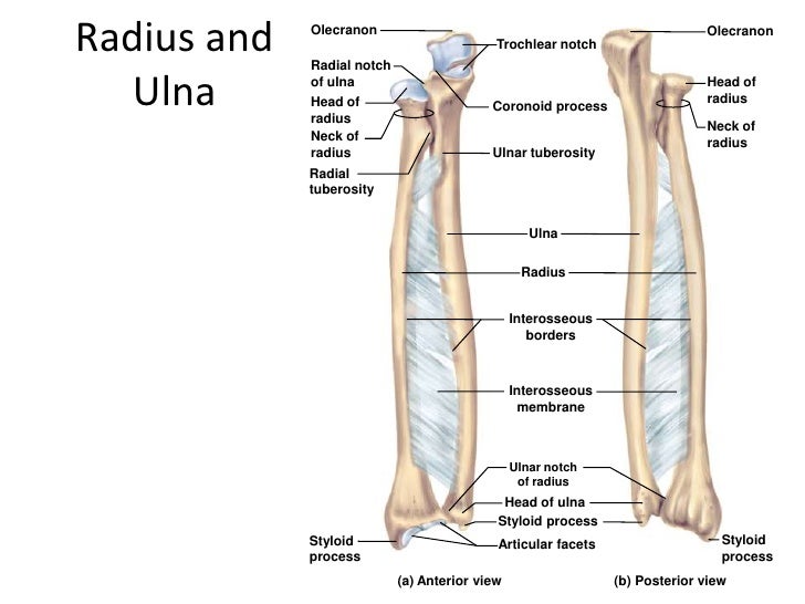 Appendicular Skeleton