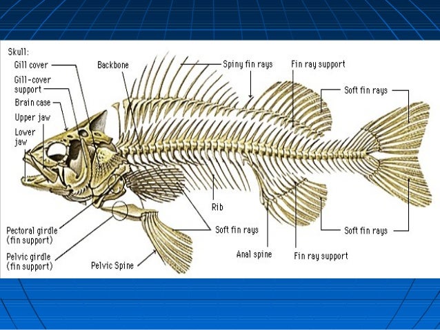 Pectoral Girdle Fish Development Of The Pectoral Girdle In R. Caspicus
