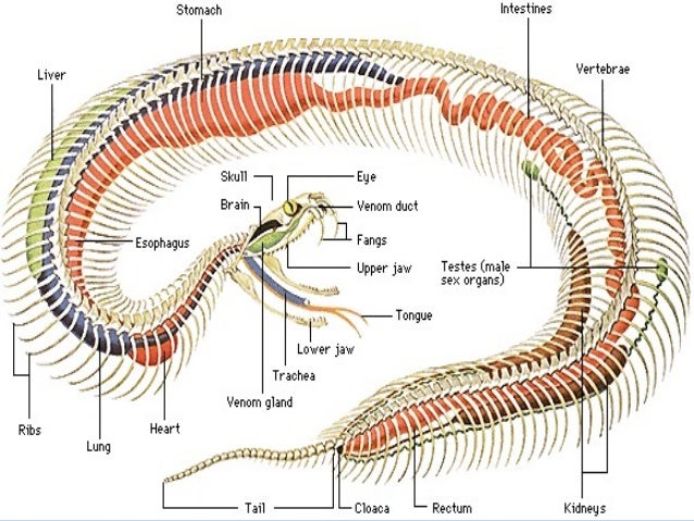 Appendicular skeleton