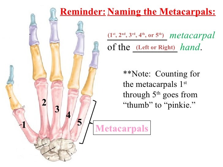 Appendicular skeleton