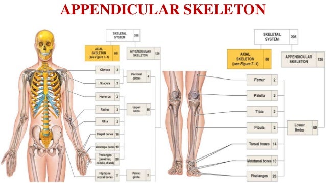 Appendicular skeleton