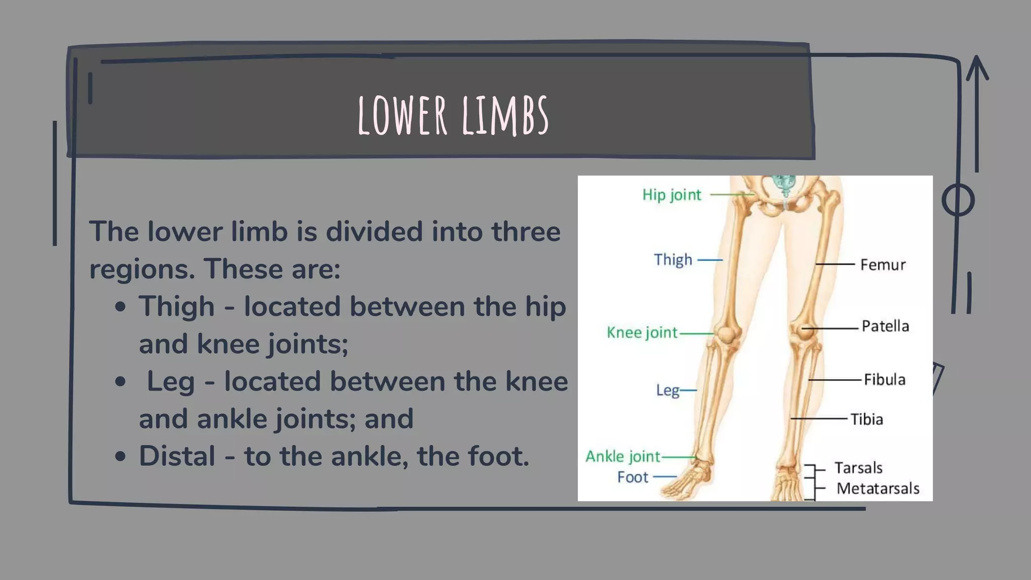 Appendicular Skeleton.pdf