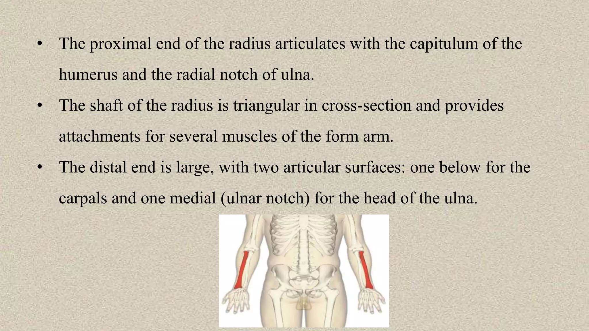 Appendicular Skeleton.pptx