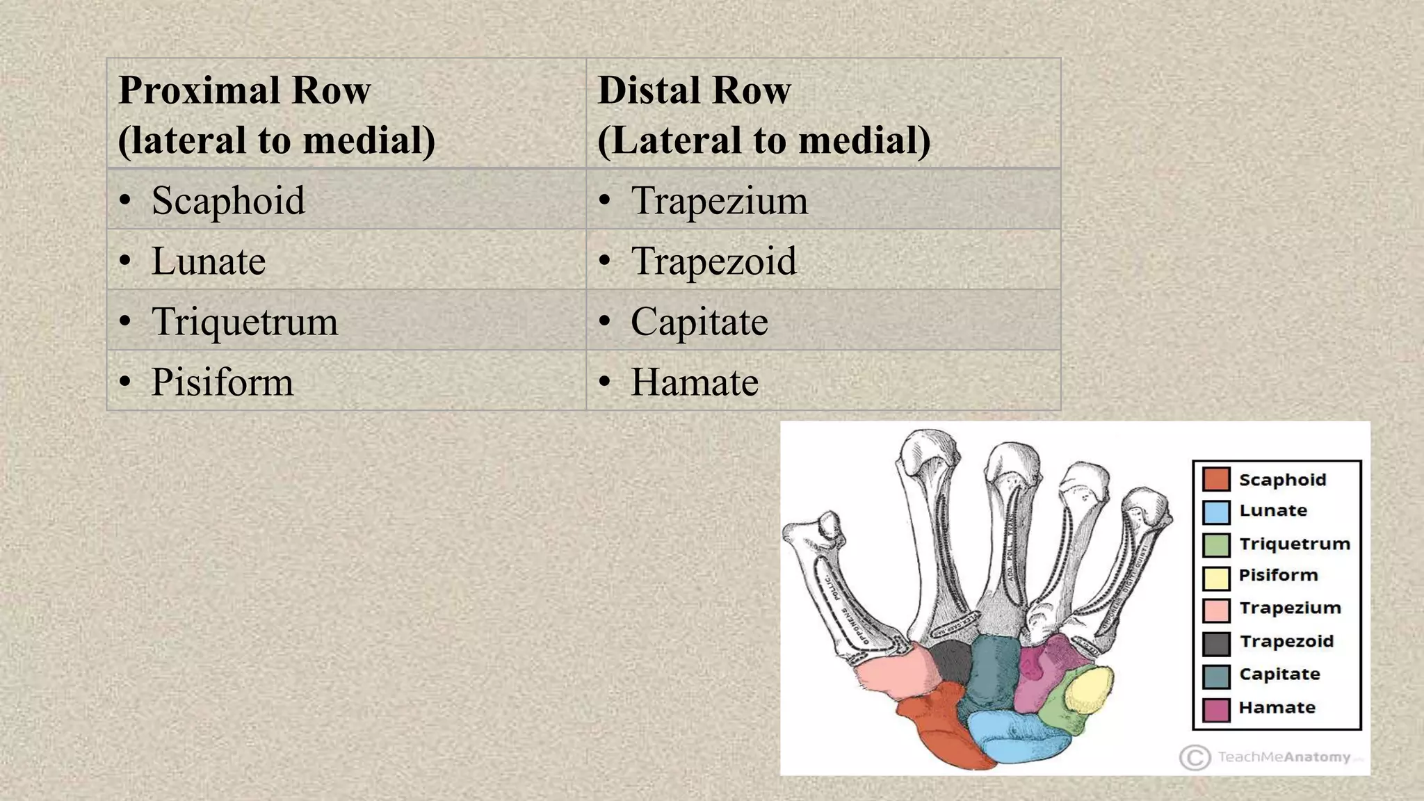 Appendicular Skeleton.pptx