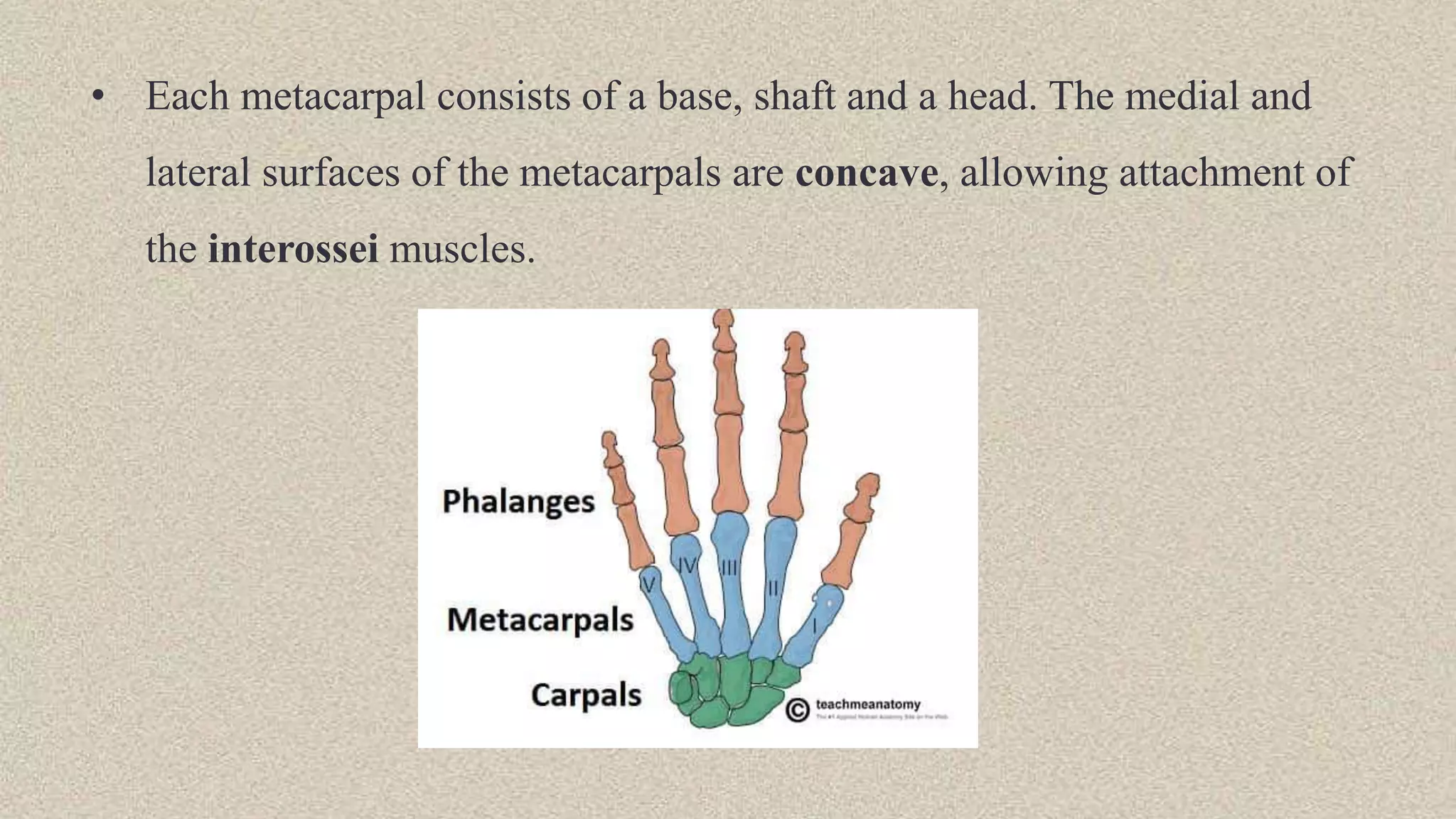 Appendicular Skeleton.pptx