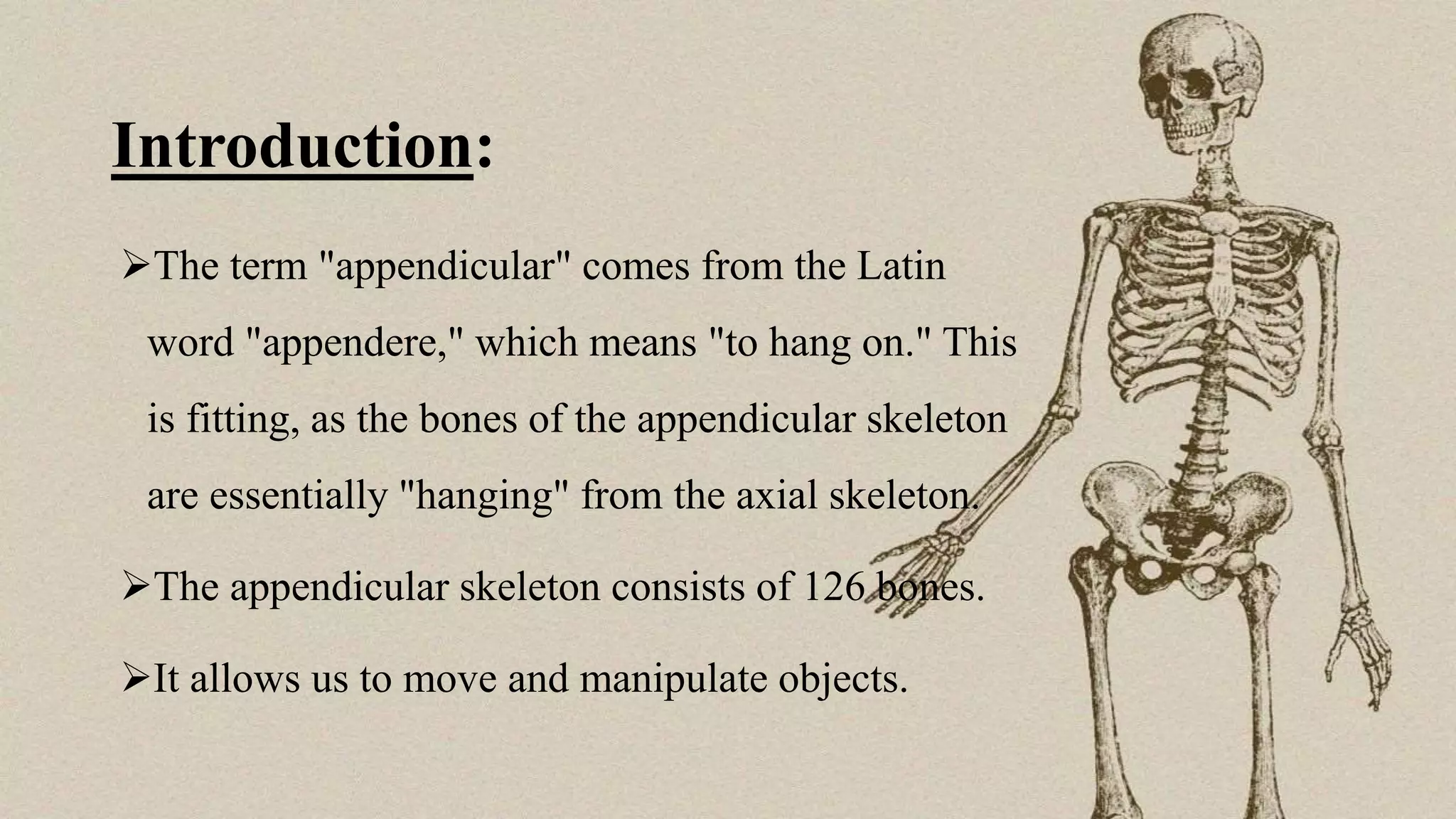 Appendicular Skeleton.pptx