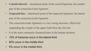 Appendicular Skeleton.pptx