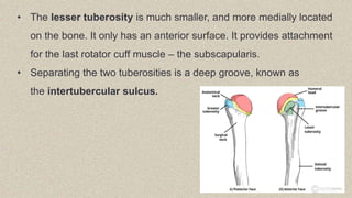 Appendicular Skeleton.pptx