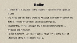 Appendicular Skeleton.pptx